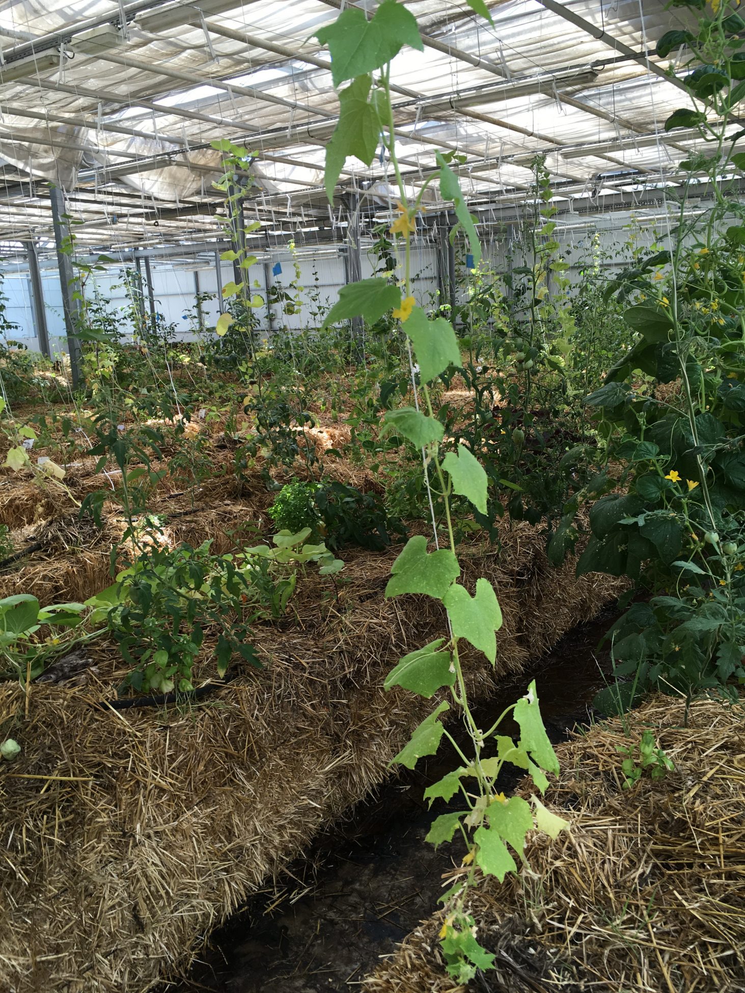 L'Agronaute : l'urbanisme transitoire au service de l'agriculture urbaine